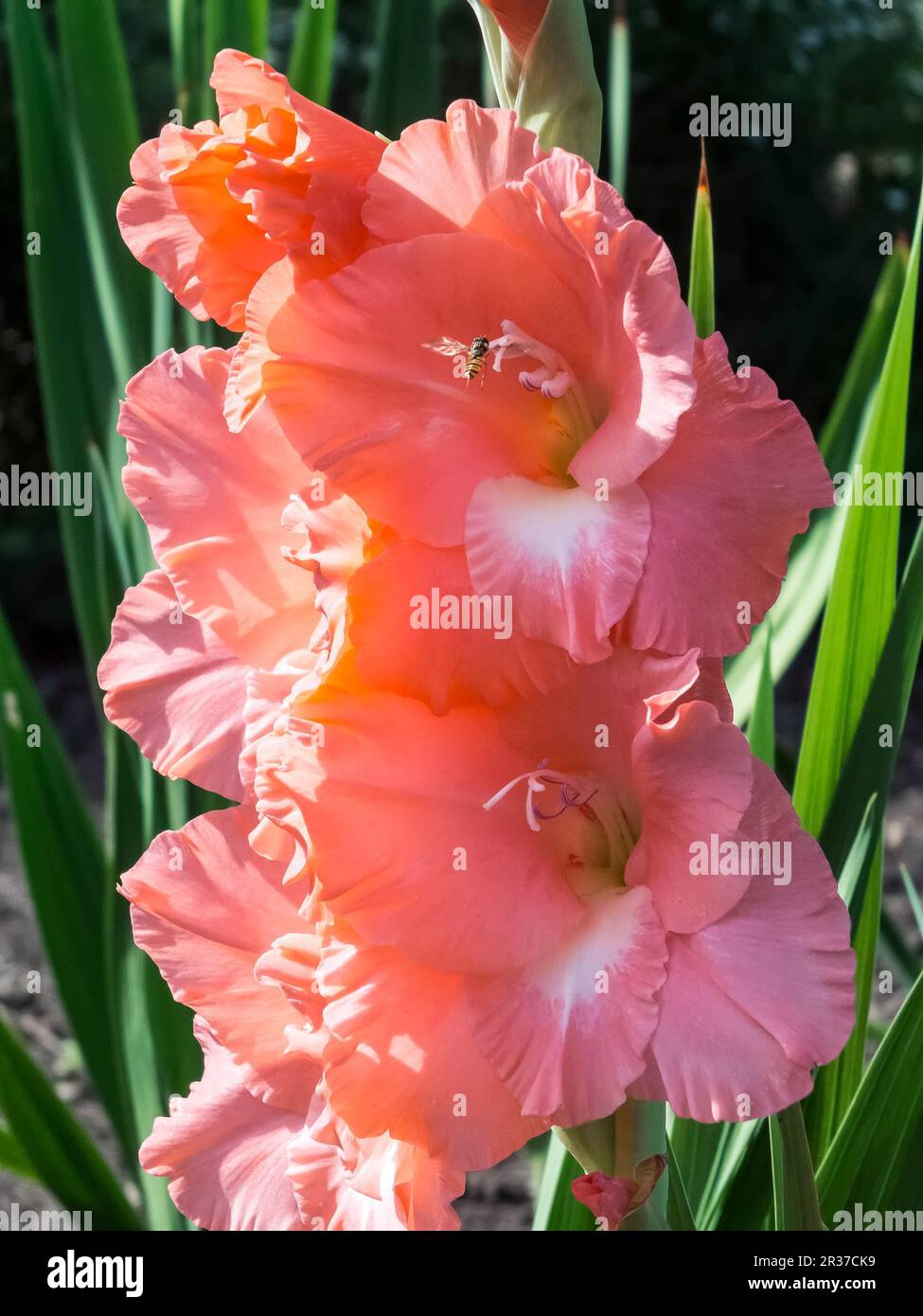 Salmon Pink Gladiolus Stock Photo - Alamy