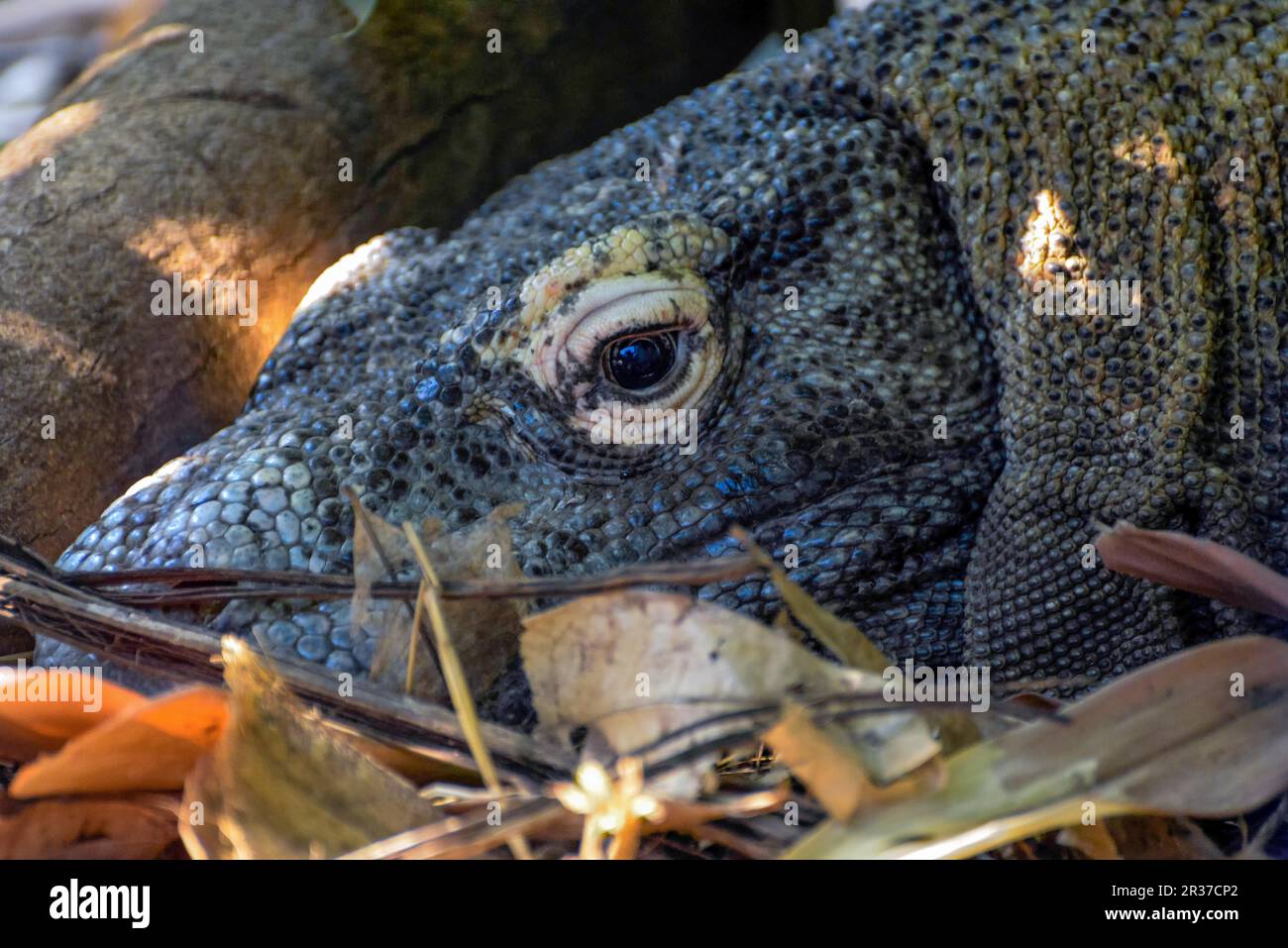 Komodo dragon claw hi-res stock photography and images - Alamy