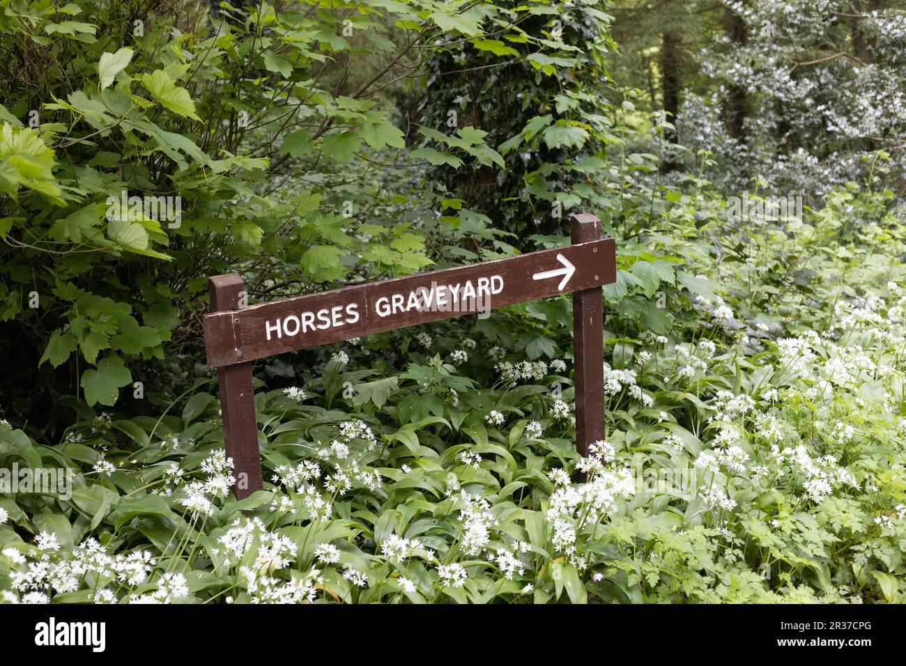 A sign pointing to the Horse's Graveyard on the grounds of Blarney ...