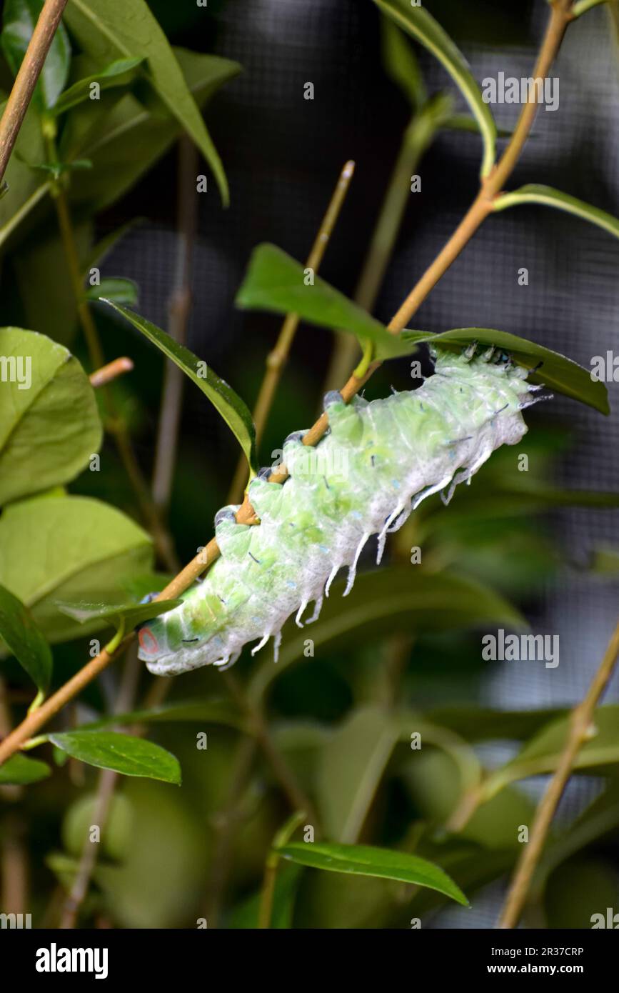 Caterpillar atlas moth hi-res stock photography and images - Alamy