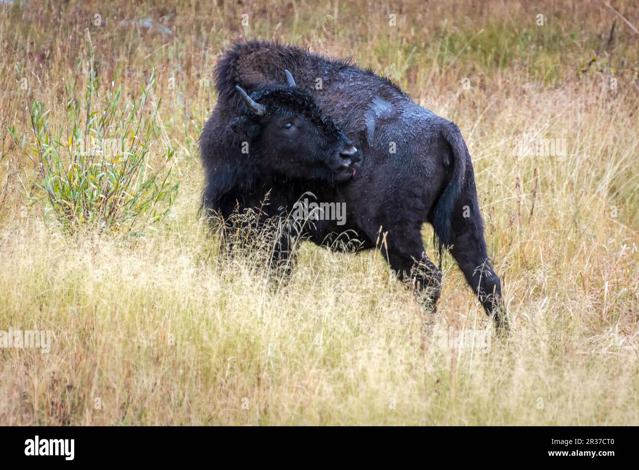 American Bison (Bison bison Stock Photo - Alamy
