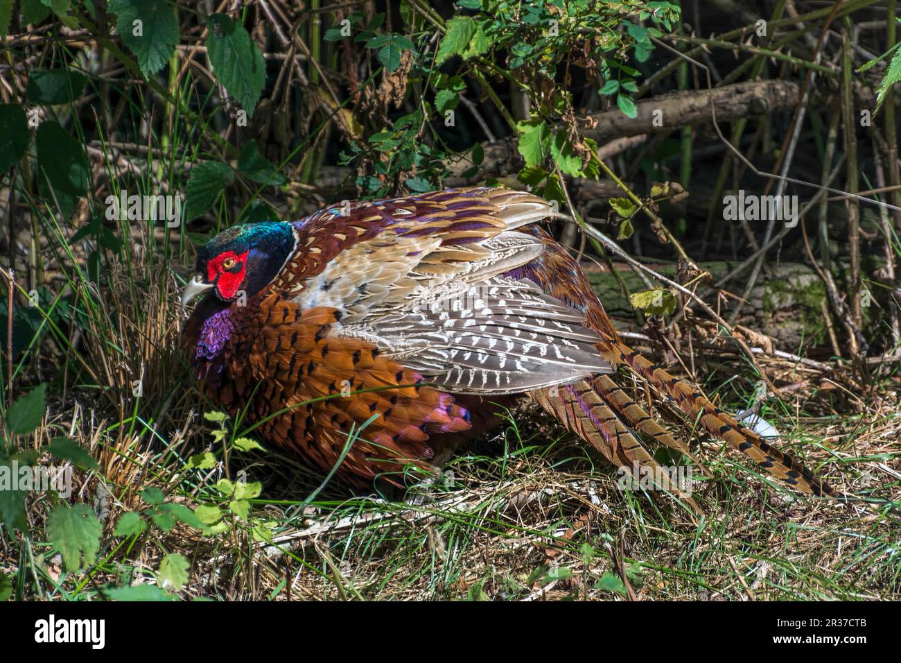 Pheasant sunshine hi-res stock photography and images - Alamy