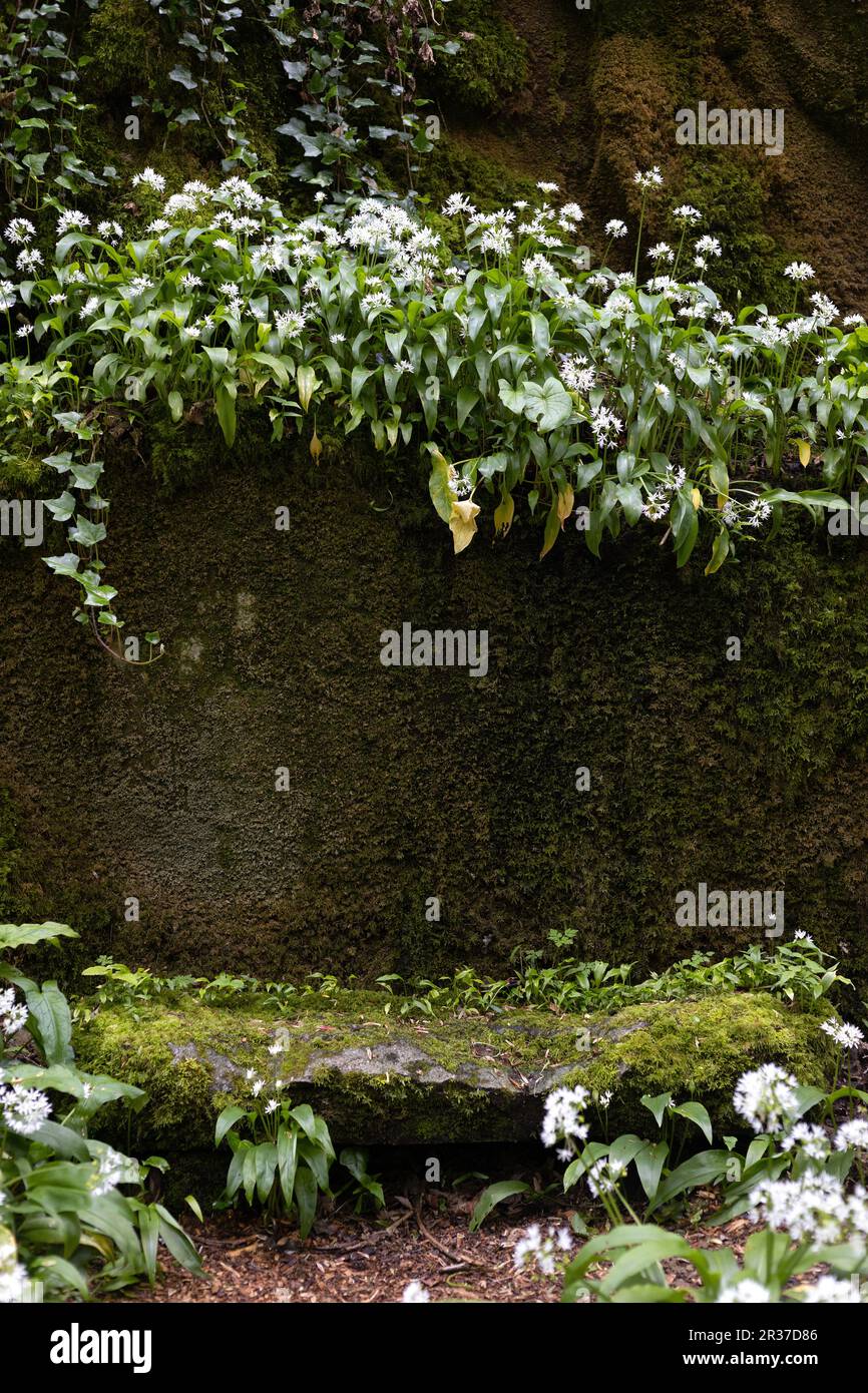 An old stone bench covered with moss and wildflowers in Blarney ...