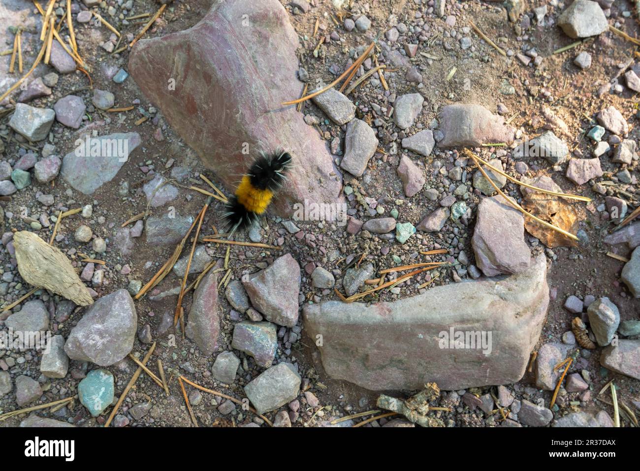 Spotted Tussock Moth (Lophocampa maculata Stock Photo - Alamy