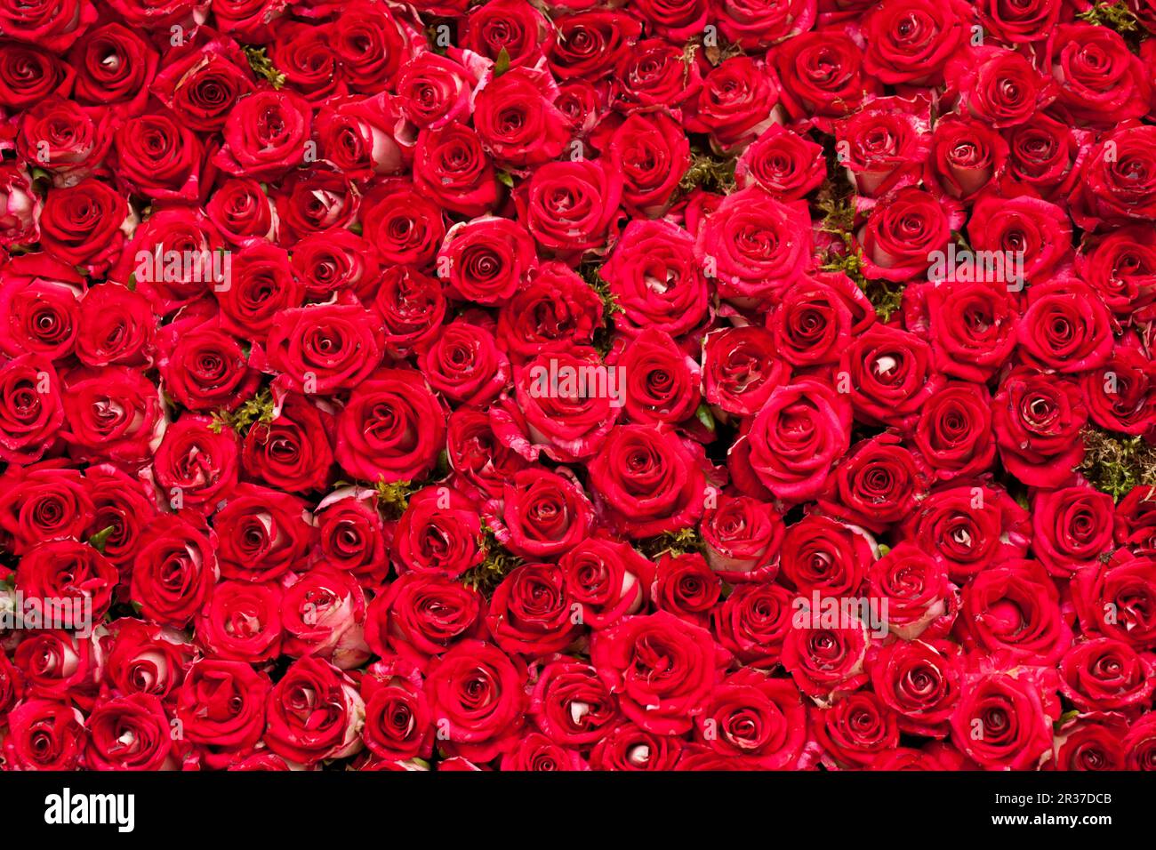 Red roses background Stock Photo - Alamy