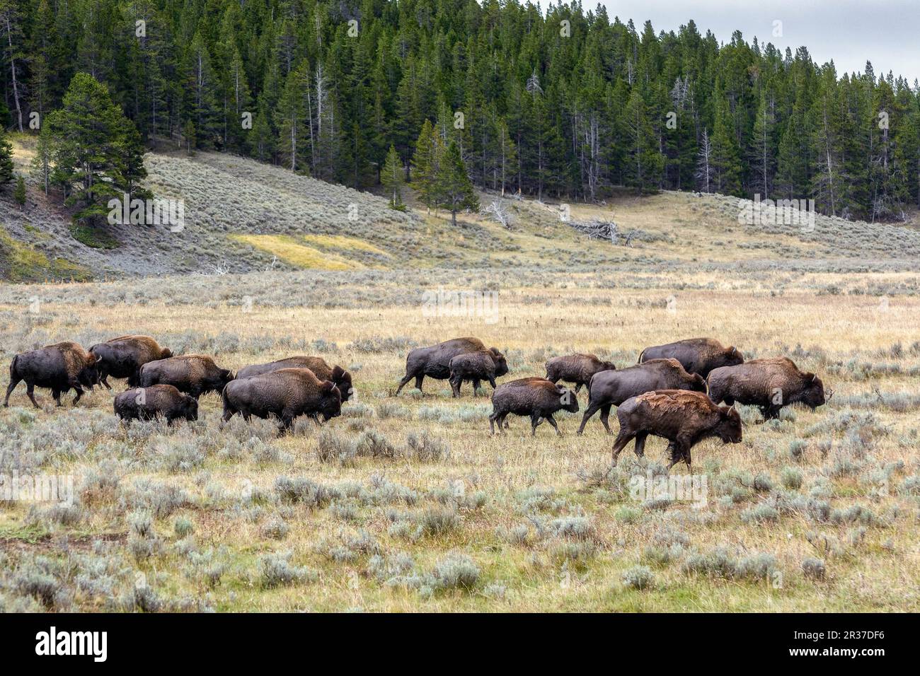 American Bison (Bison bison) Roaming in Yeloowstone Stock Photo - Alamy