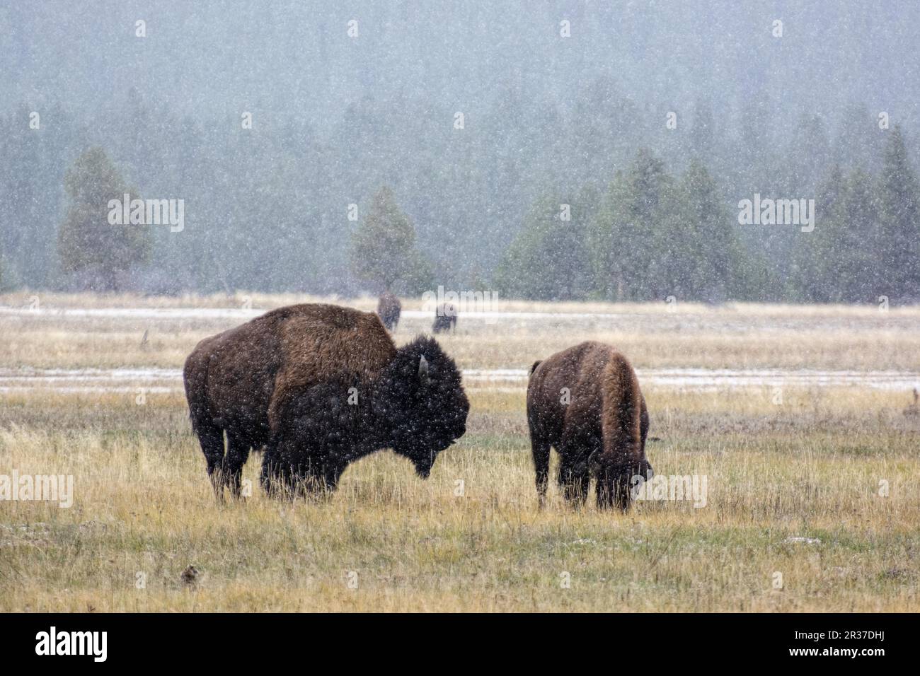 Bison in grassland hi-res stock photography and images - Alamy