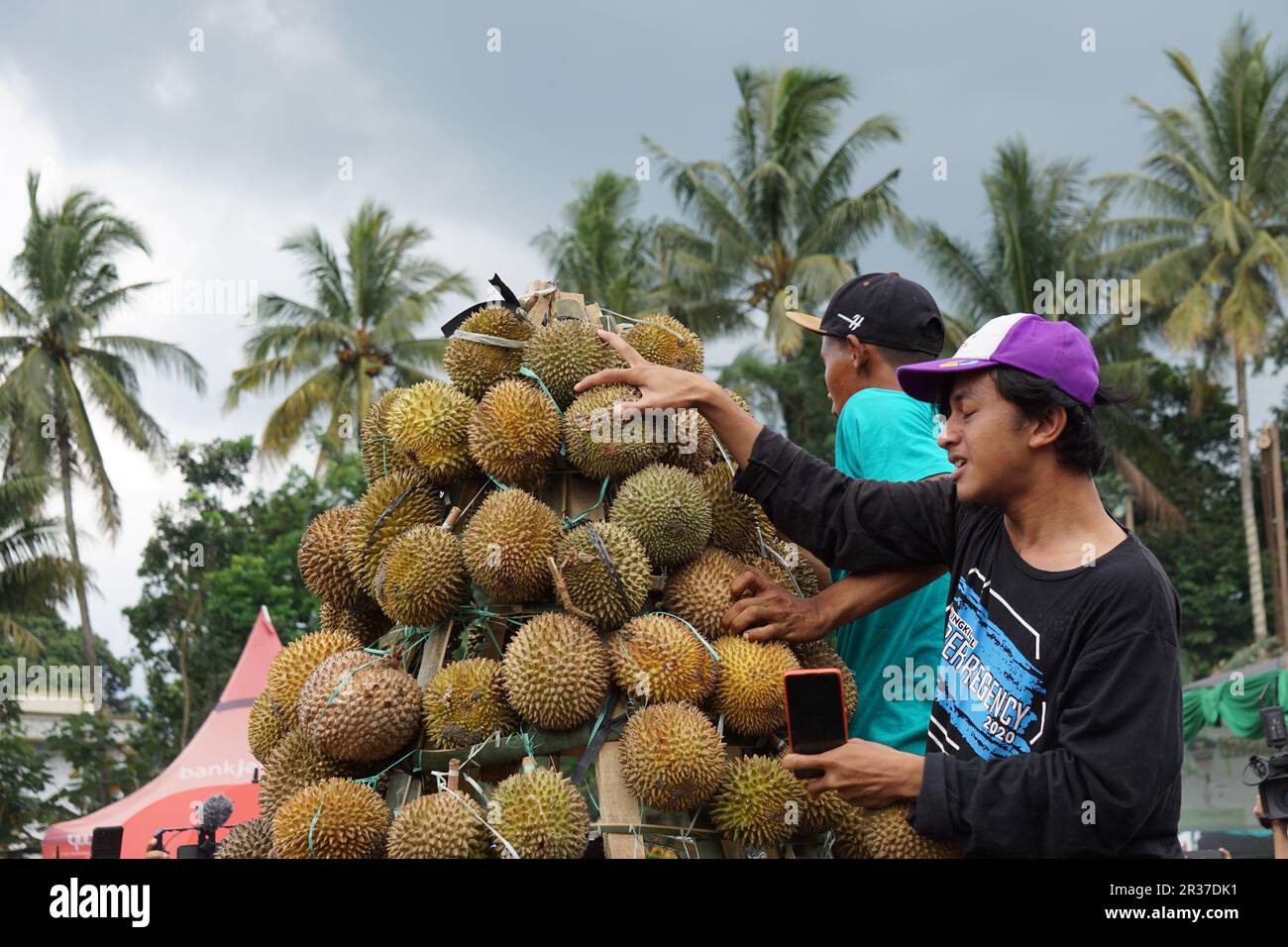 Indonesian are carrying tumpeng durian on sumberasri durian festival ...