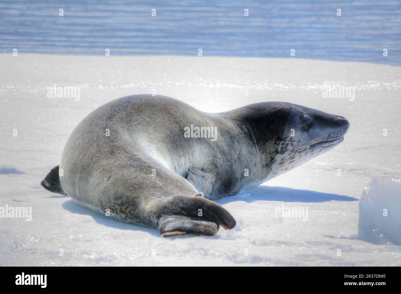Leopard seal observation hi-res stock photography and images - Alamy