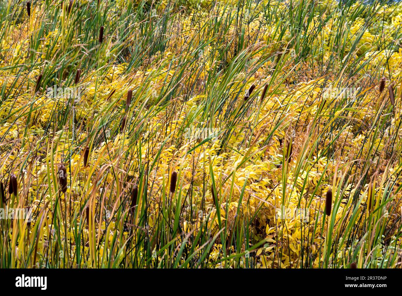 Common Bulrush (Typha latifolia Stock Photo - Alamy