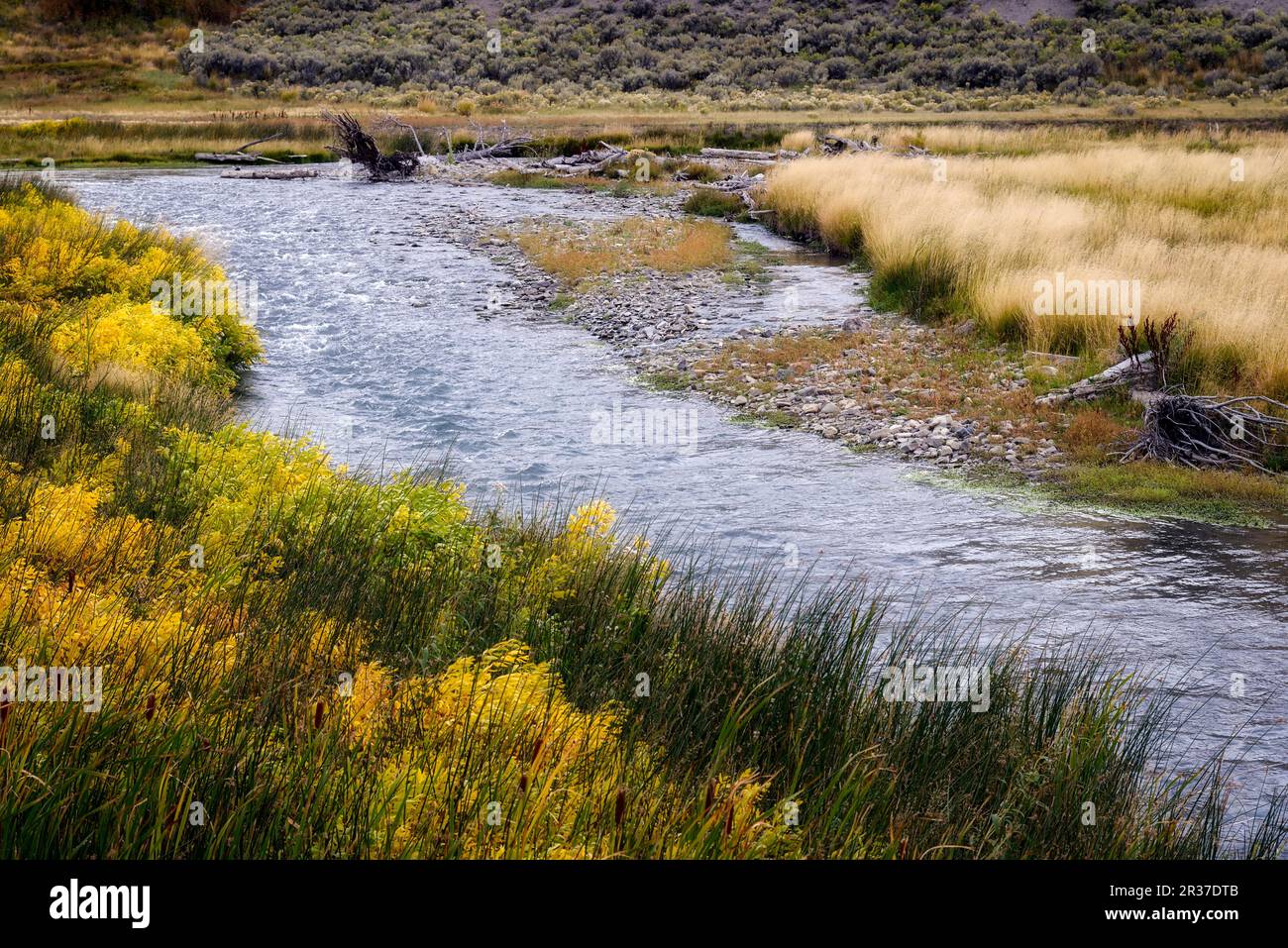 Common Bulrush (Typha latifolia) along the Yellowstone River Stock ...