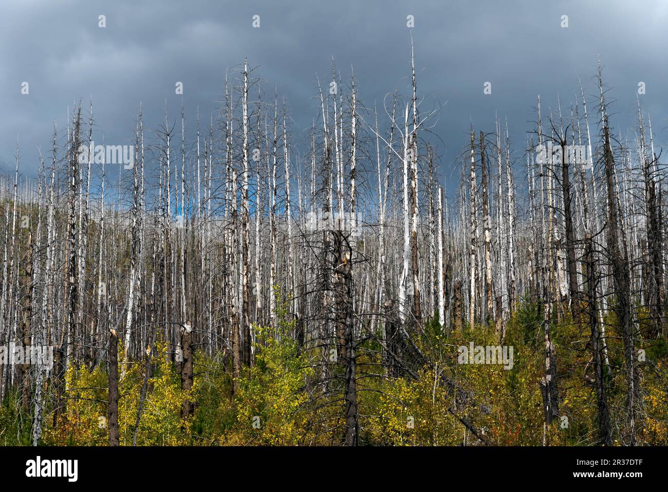 Fire damaged trees in Glacier National Park Stock Photo - Alamy