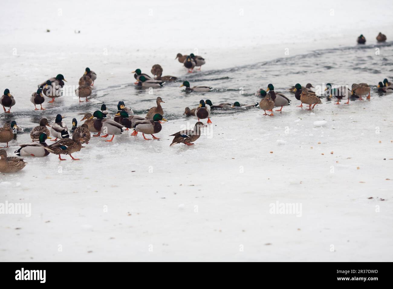 Group ducks swimming in bright hi-res stock photography and images - Alamy