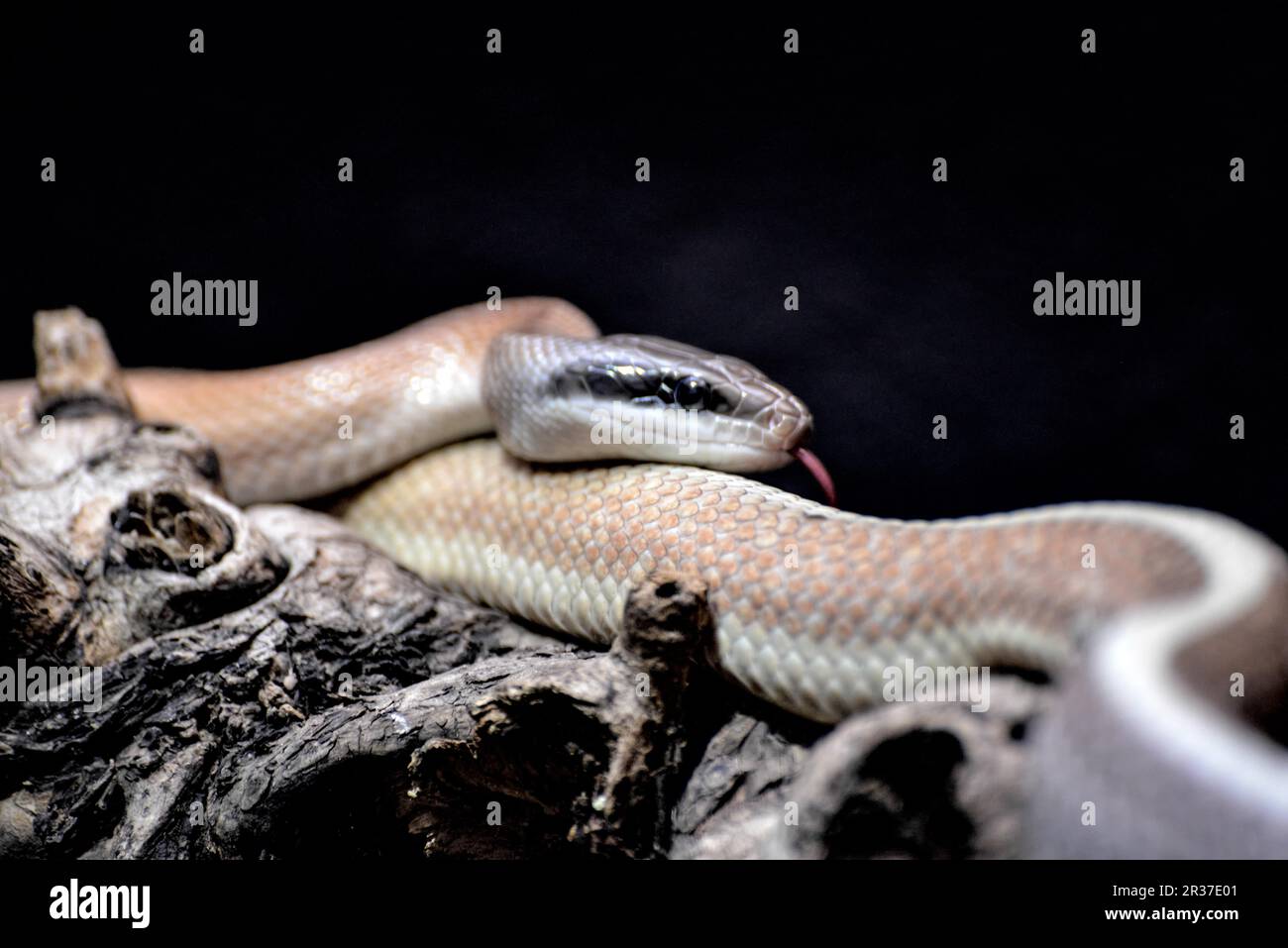Cave Racer (Elaphe taeniura ridleyi Stock Photo - Alamy