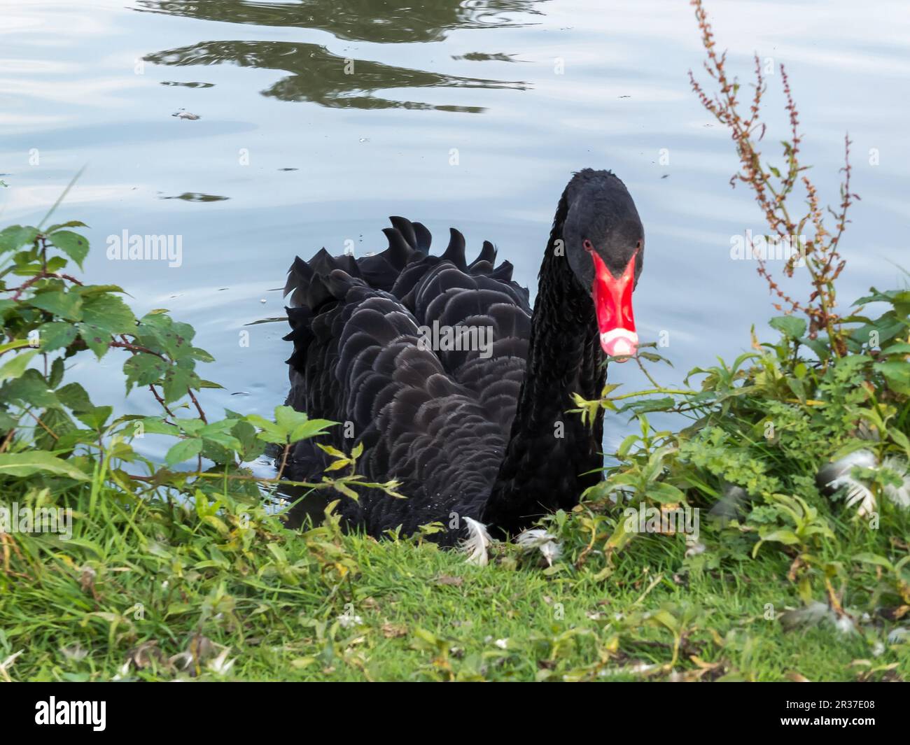 Black Swan (cygnus atratus Stock Photo - Alamy