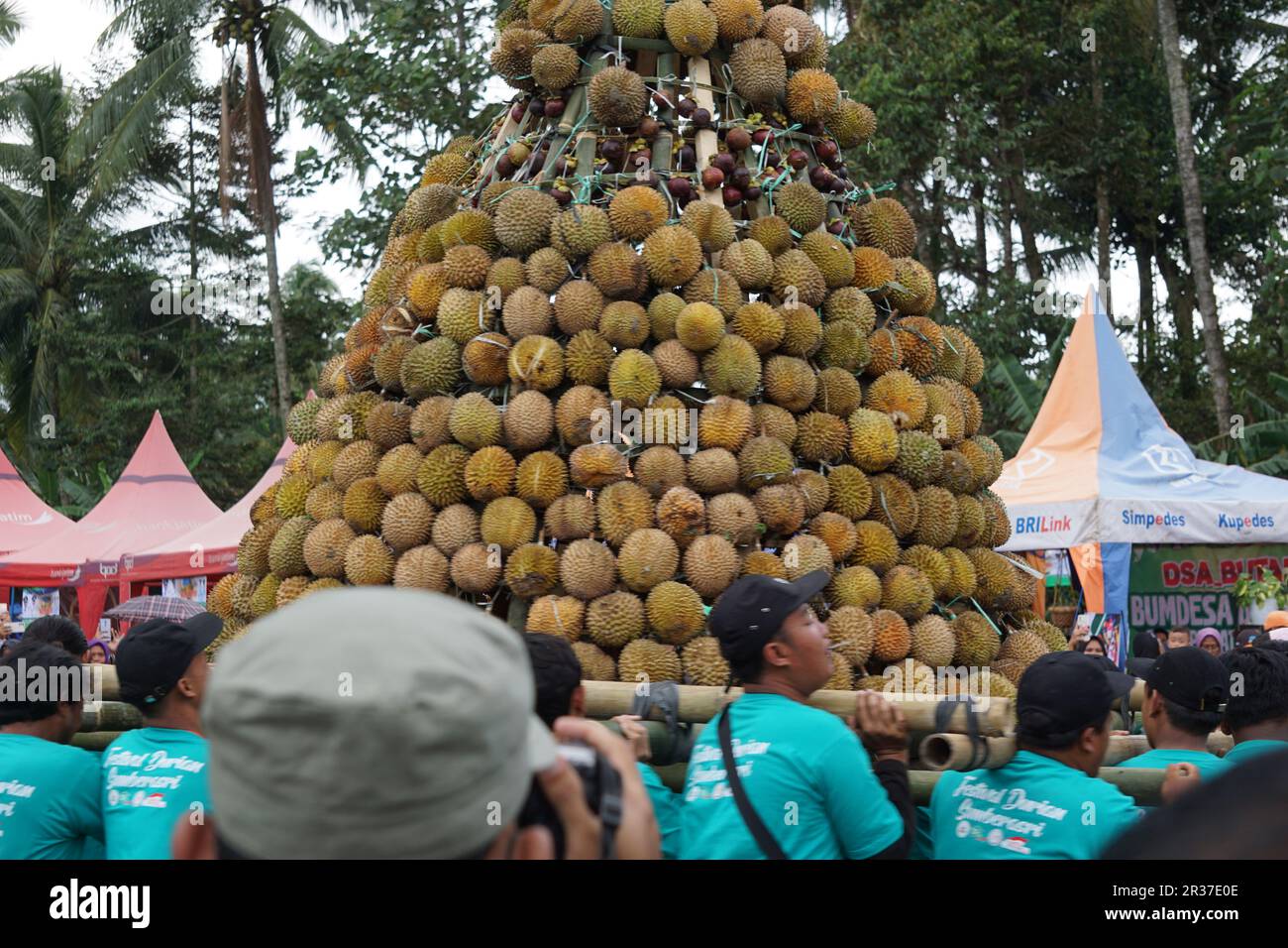 Indonesian are carrying tumpeng durian on sumberasri durian festival ...