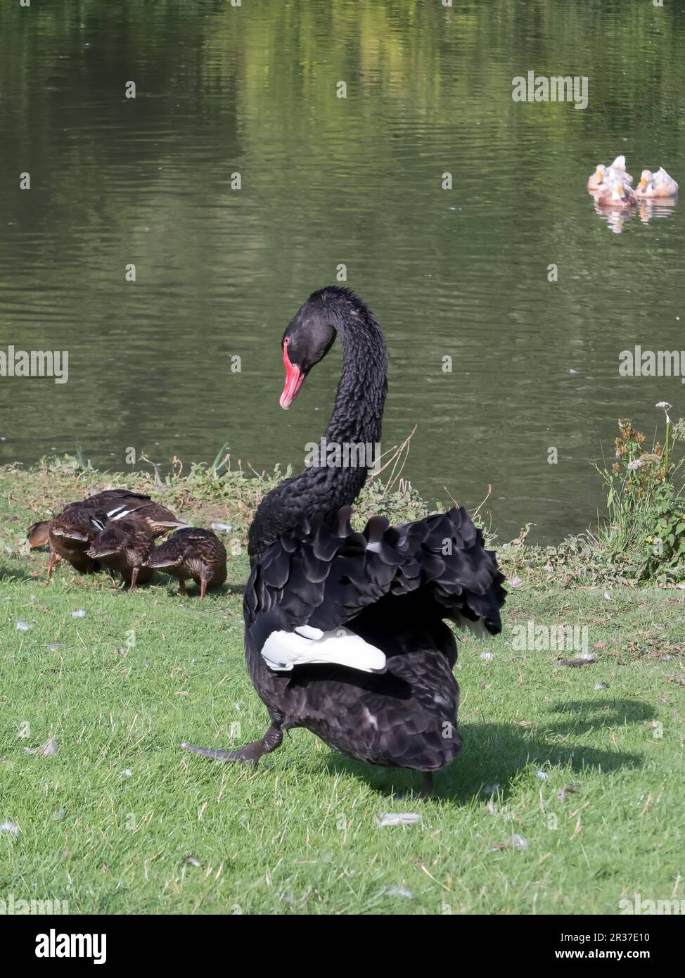 Black Swan (cygnus atratus Stock Photo - Alamy