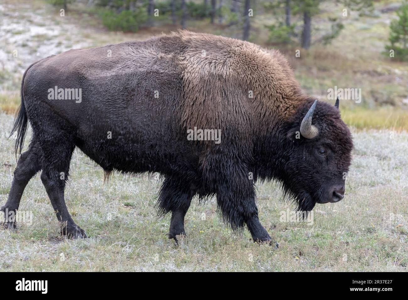 American bison (Bison bison Stock Photo - Alamy