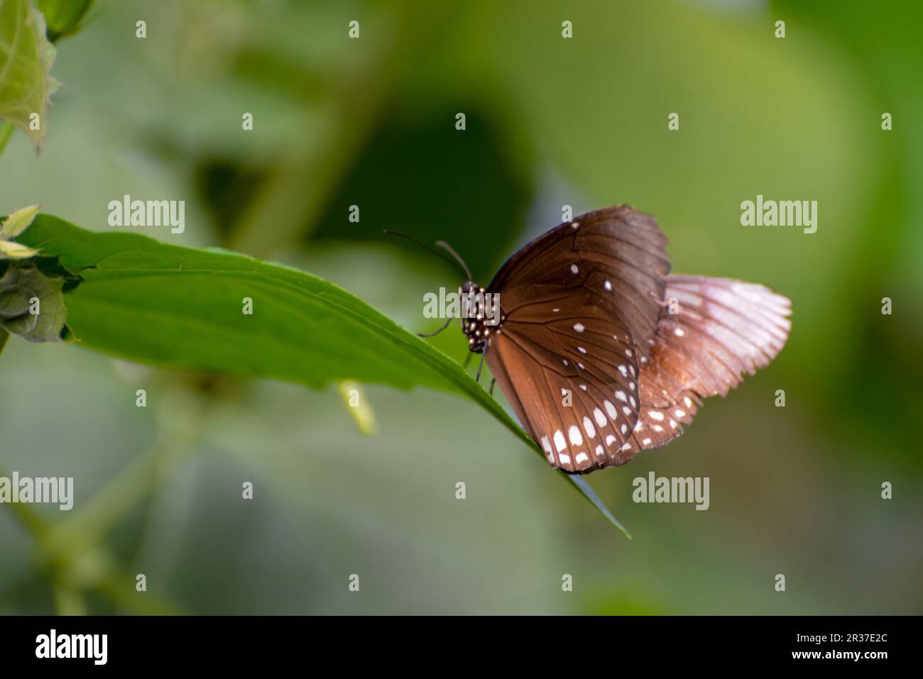 Common Crow (Euploea core) Butterfly Stock Photo - Alamy