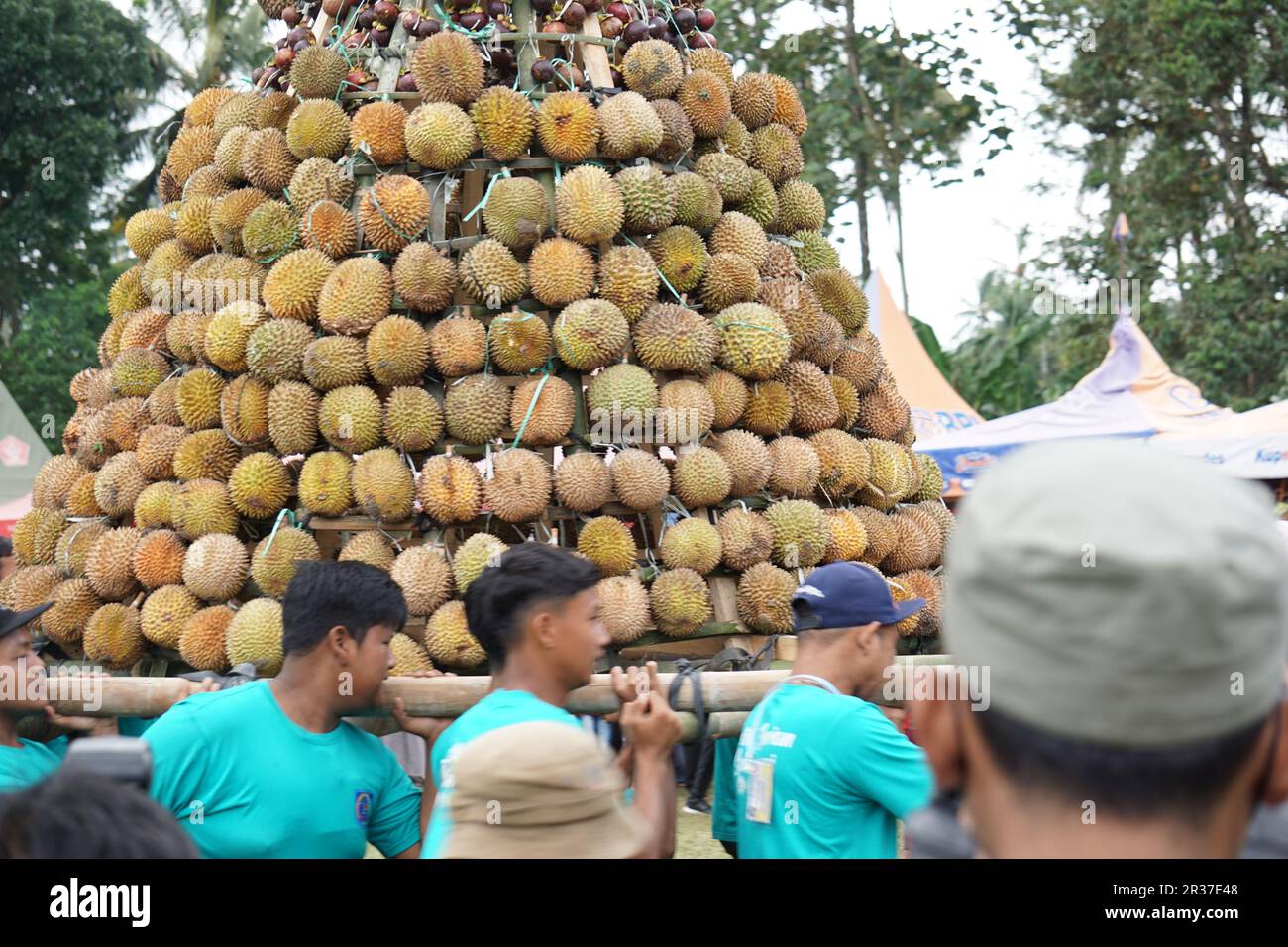 Indonesian are carrying tumpeng durian on sumberasri durian festival ...
