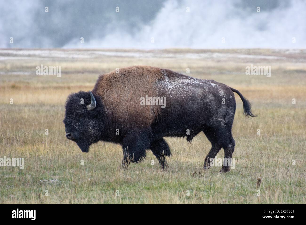 American Bison (Bison bison Stock Photo - Alamy