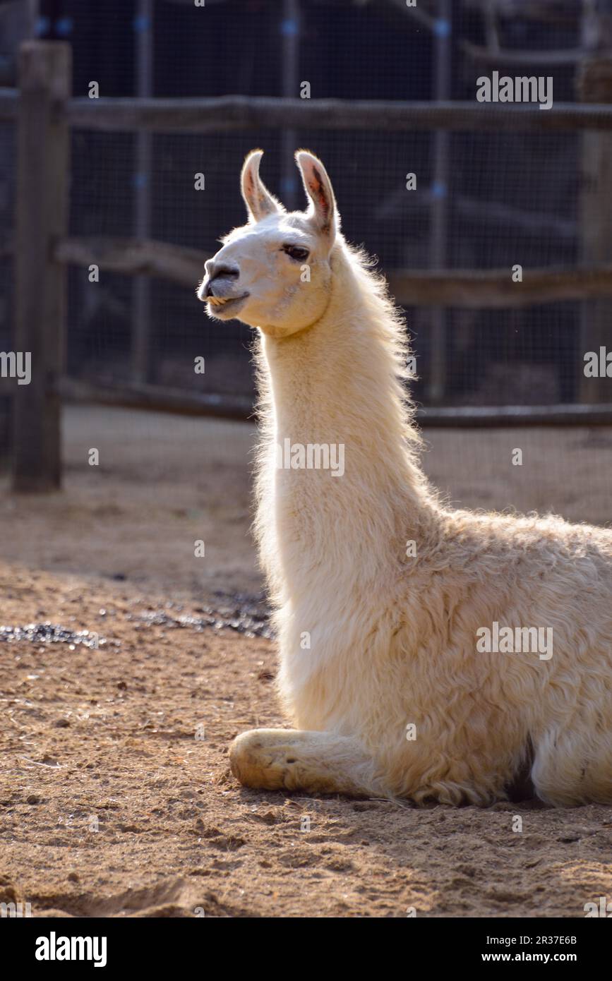 Lama glama sitting on hi-res stock photography and images - Alamy