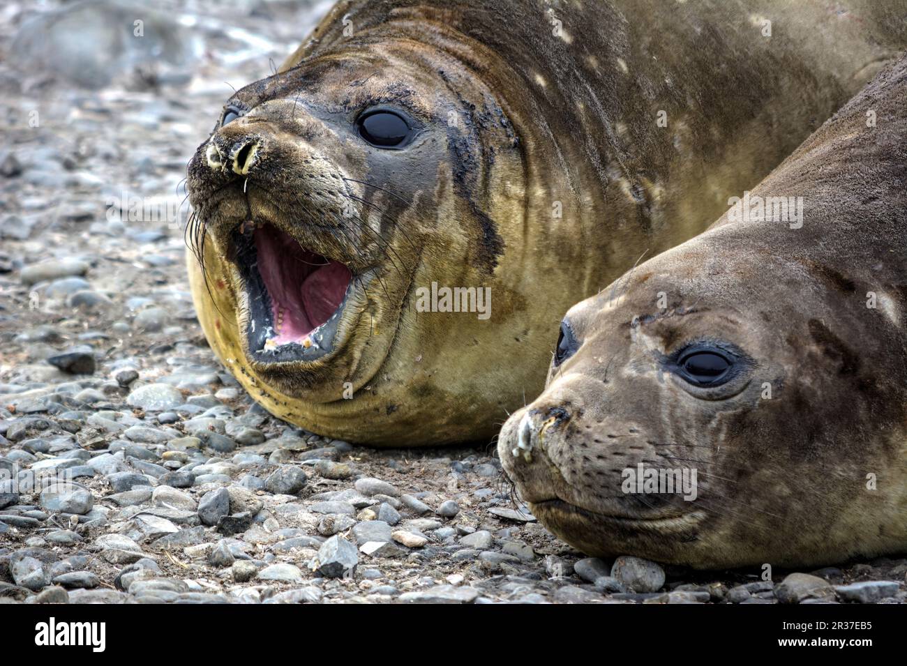 Southern elephant seal resting on a pebble beach in Antarctica Stock ...