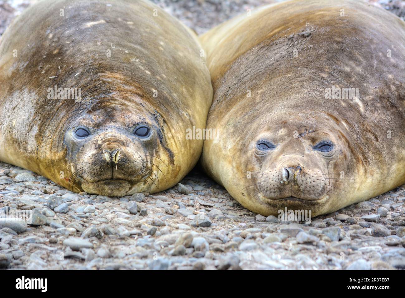 Elephant seal observation hi-res stock photography and images - Alamy