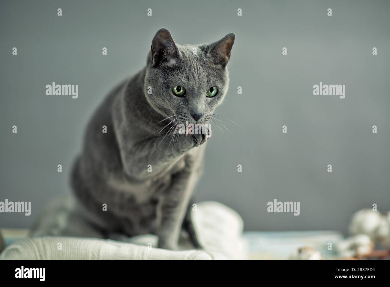 Russian Blue Pedigree Cat Licking Her Paws While Cat Washing Stock ...