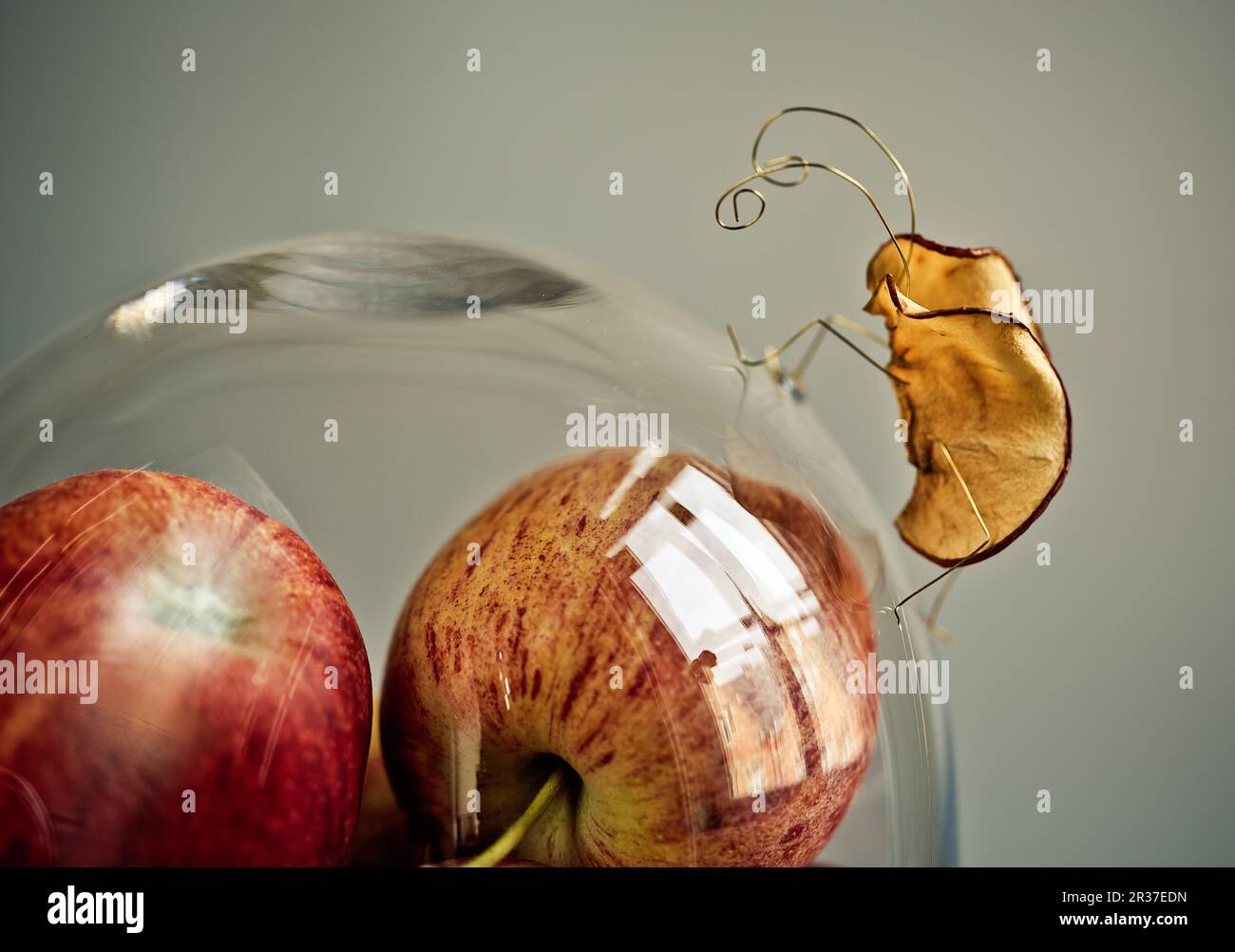 Miniature with apple beetles and fresh apples under glass bell jar ...