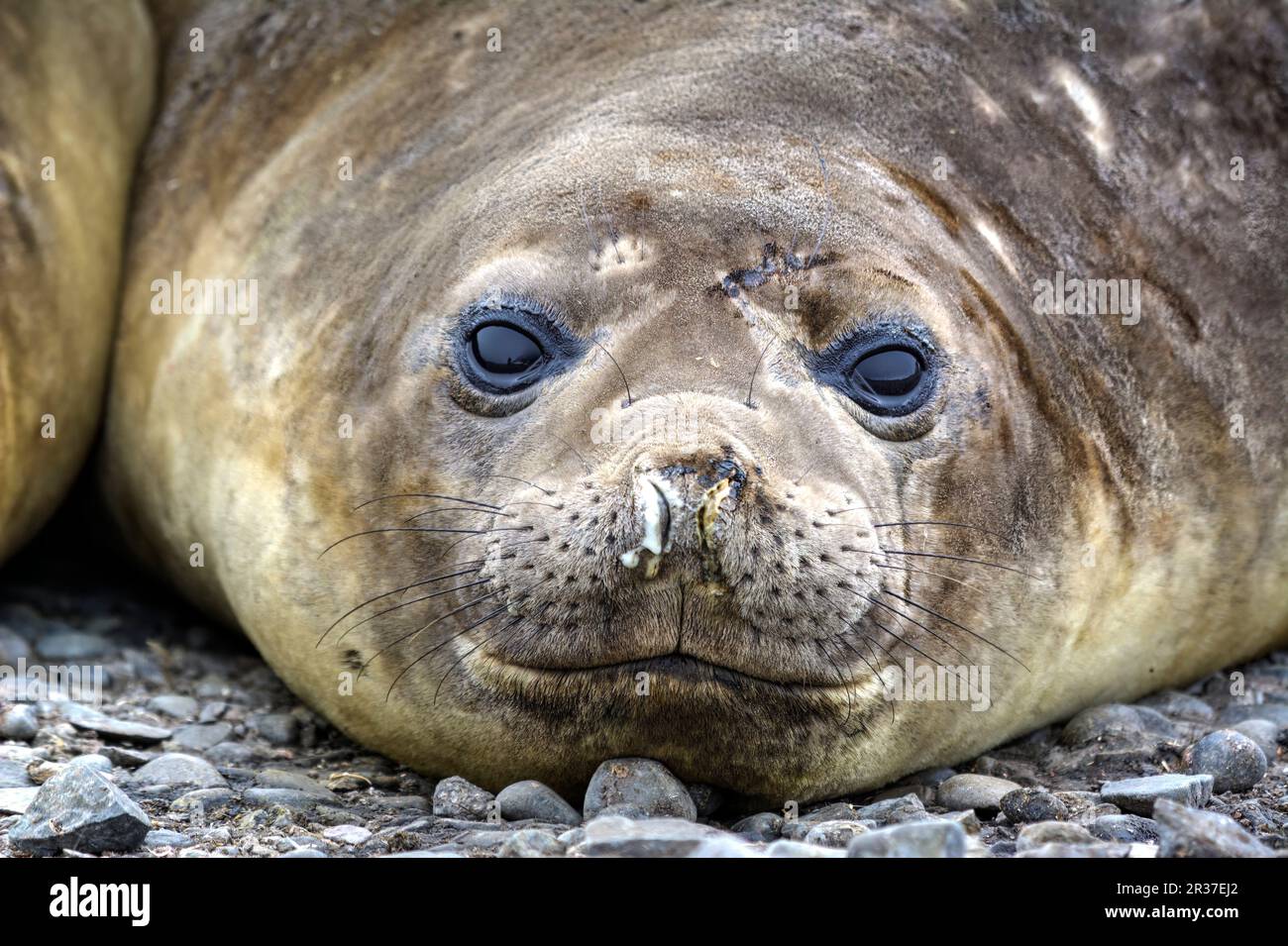 Elephant seal observation hi-res stock photography and images - Alamy