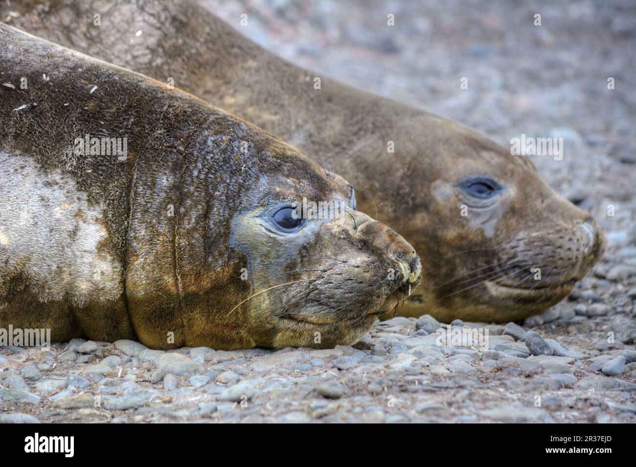 Southern elephant seal resting on a pebble beach in Antarctica Stock ...