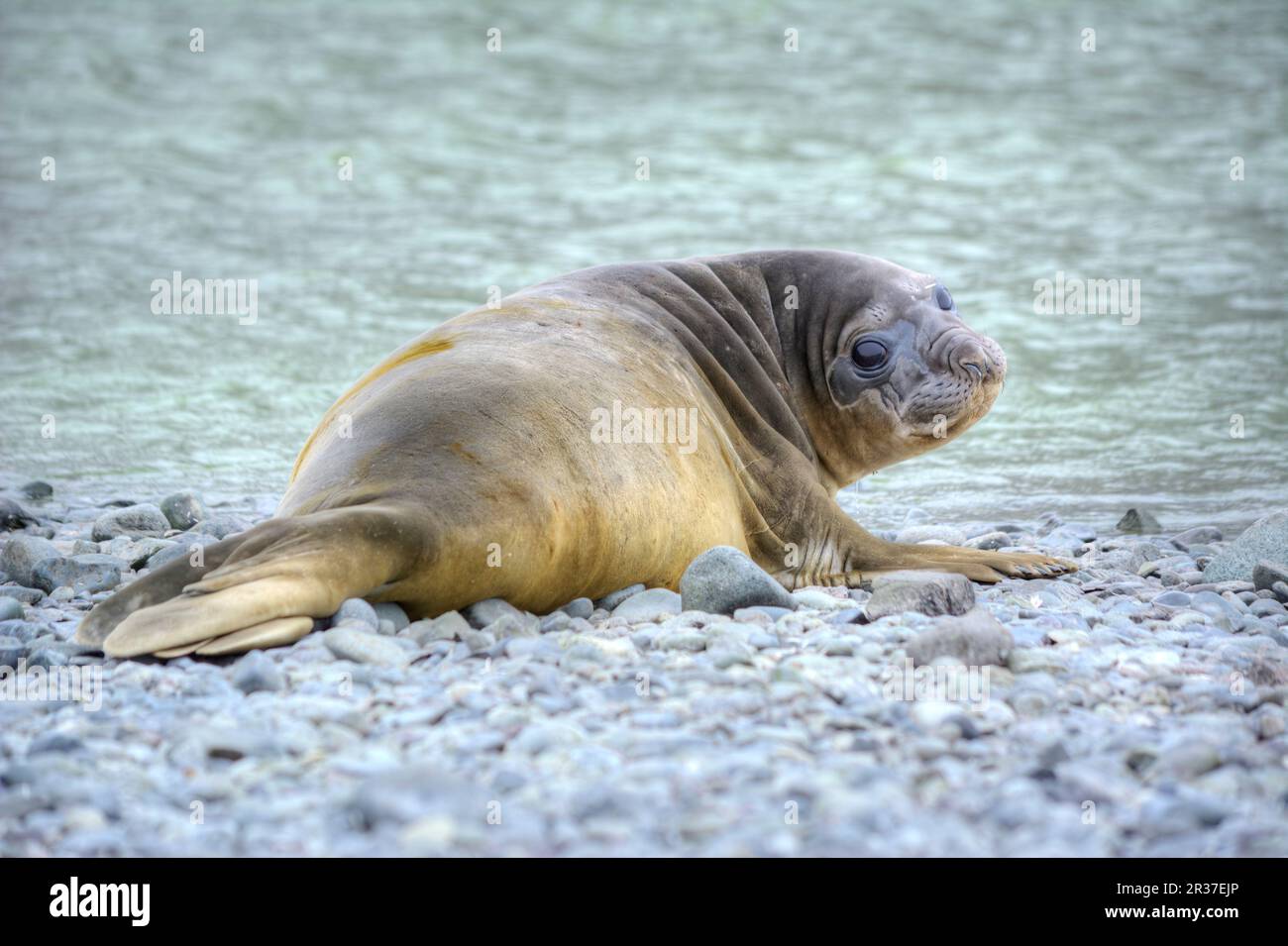 Southern elephant seal resting on a pebble beach in Antarctica Stock ...