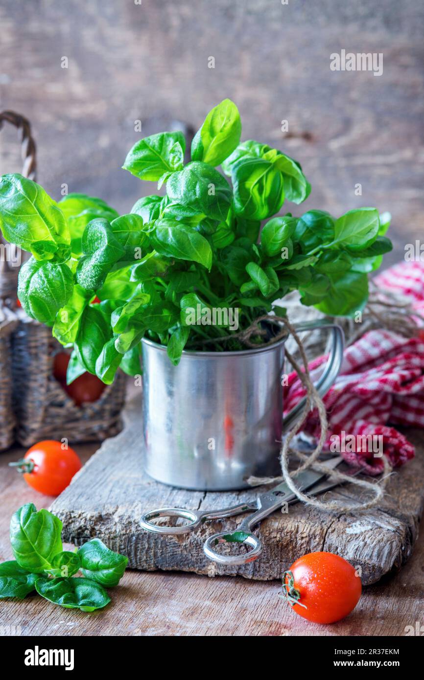 Bunch of fresh basil Stock Photo - Alamy