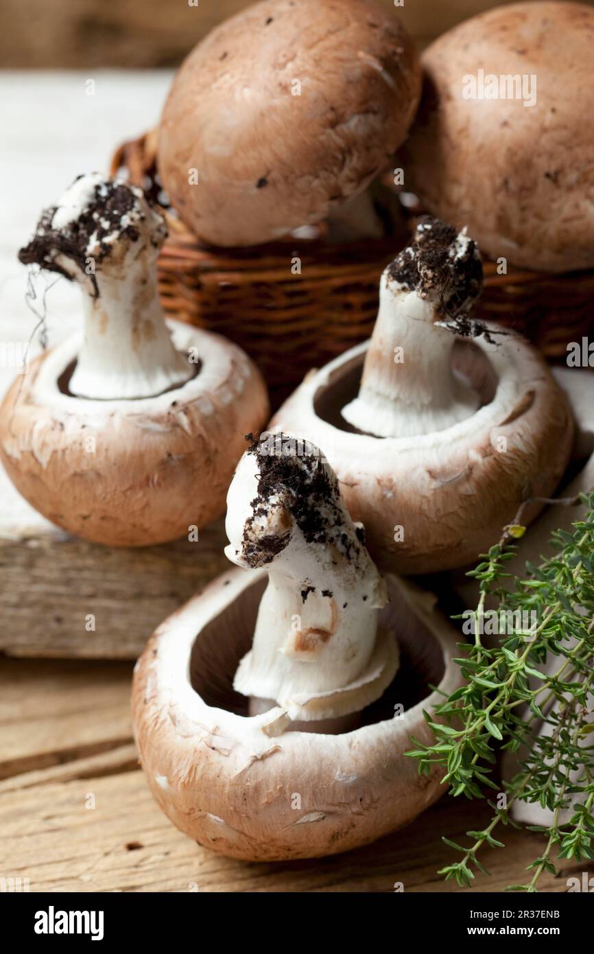 Button mushrooms soil hi-res stock photography and images - Alamy