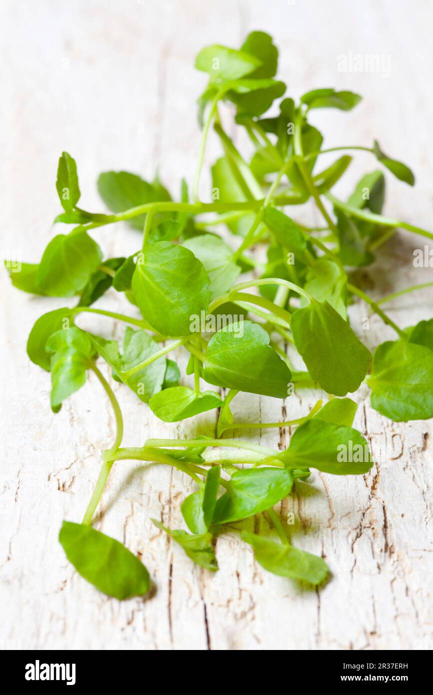Fresh organic watercress Stock Photo - Alamy