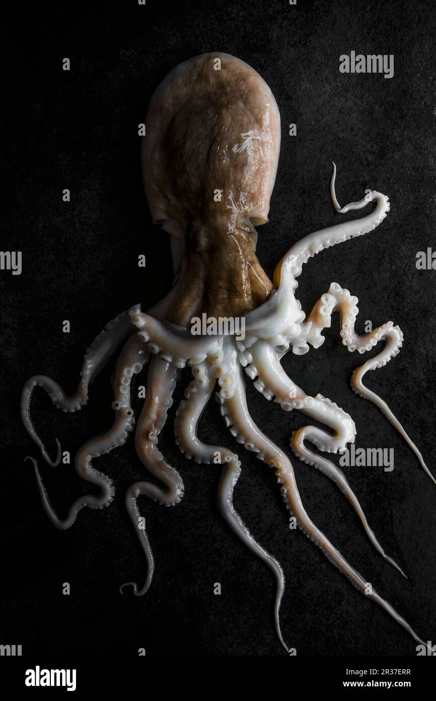 Whole octopus hi-res stock photography and images - Alamy
