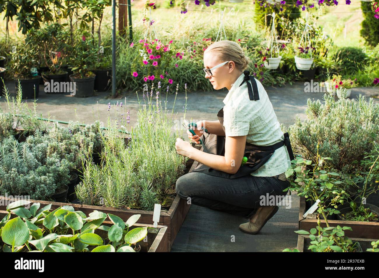 Cutting seedlings in a pot Stock Photo - Alamy