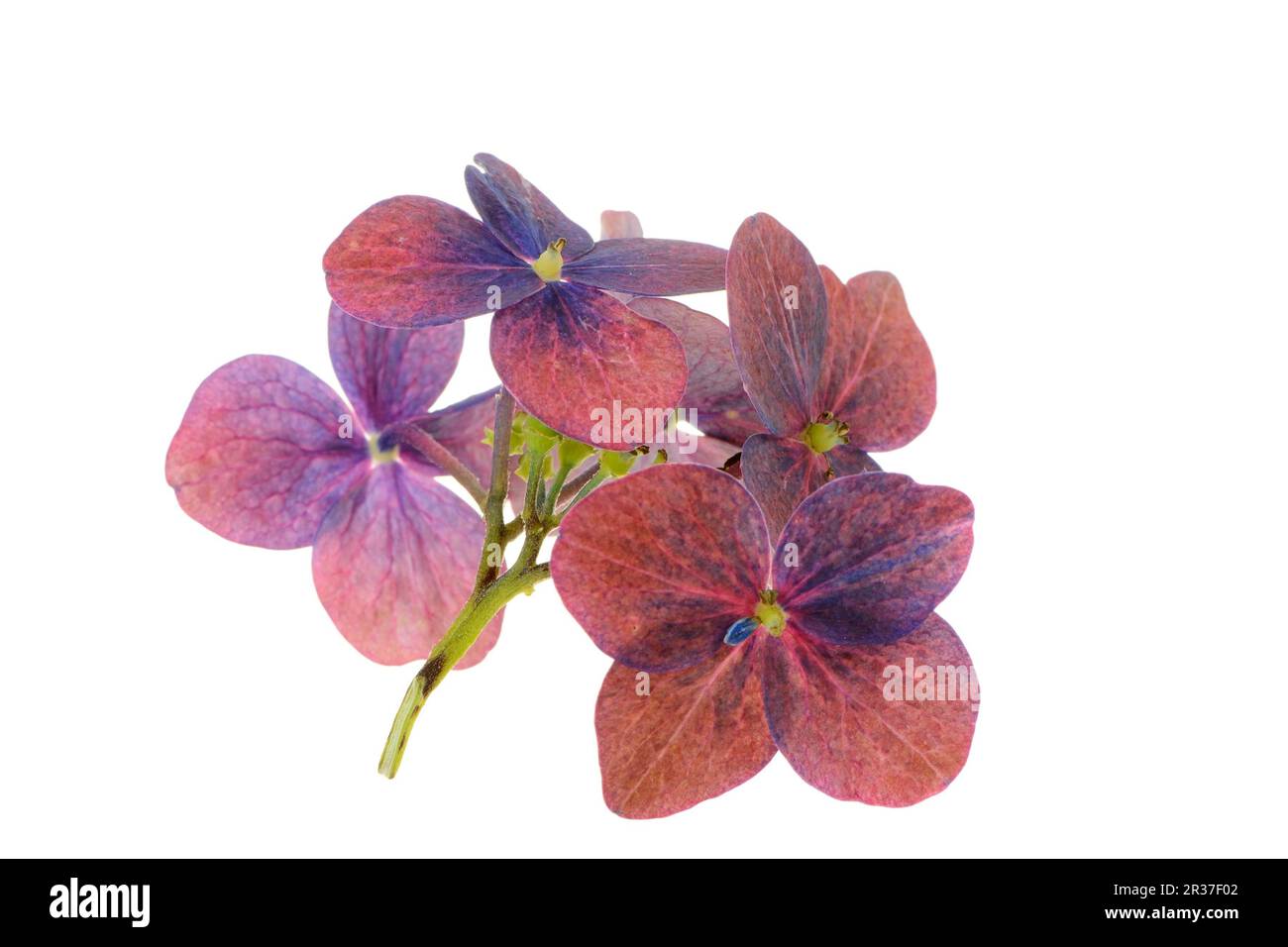 Hydrangea hydrangea flower hydrangea Cut Out Stock Images & Pictures ...