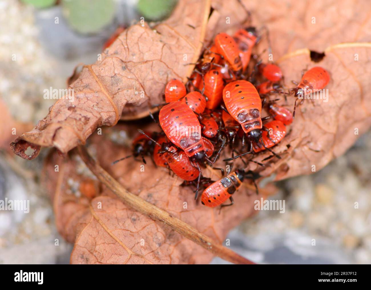 Many red firebugs (pyrrhocoris apterus) on a withered leaf Stock Photo ...