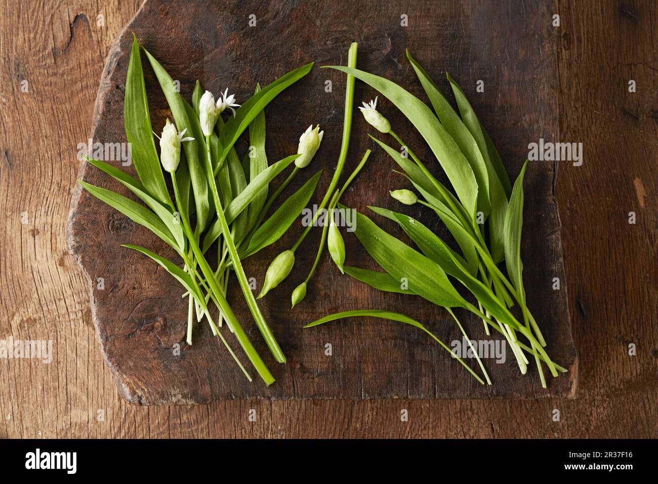 Fresh wild garlic flowers with buds Stock Photo - Alamy