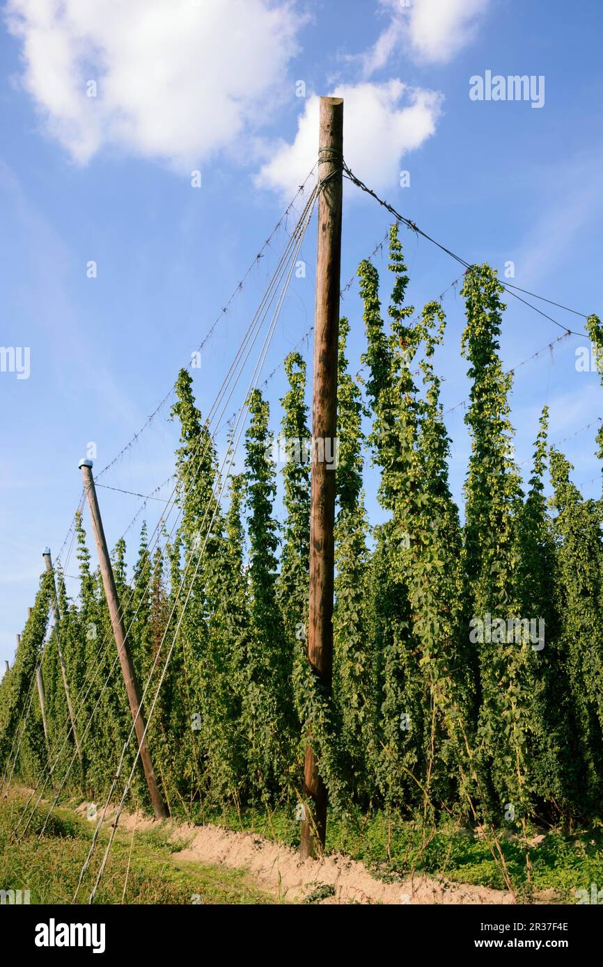 Growing hops in a hop garden Stock Photo - Alamy