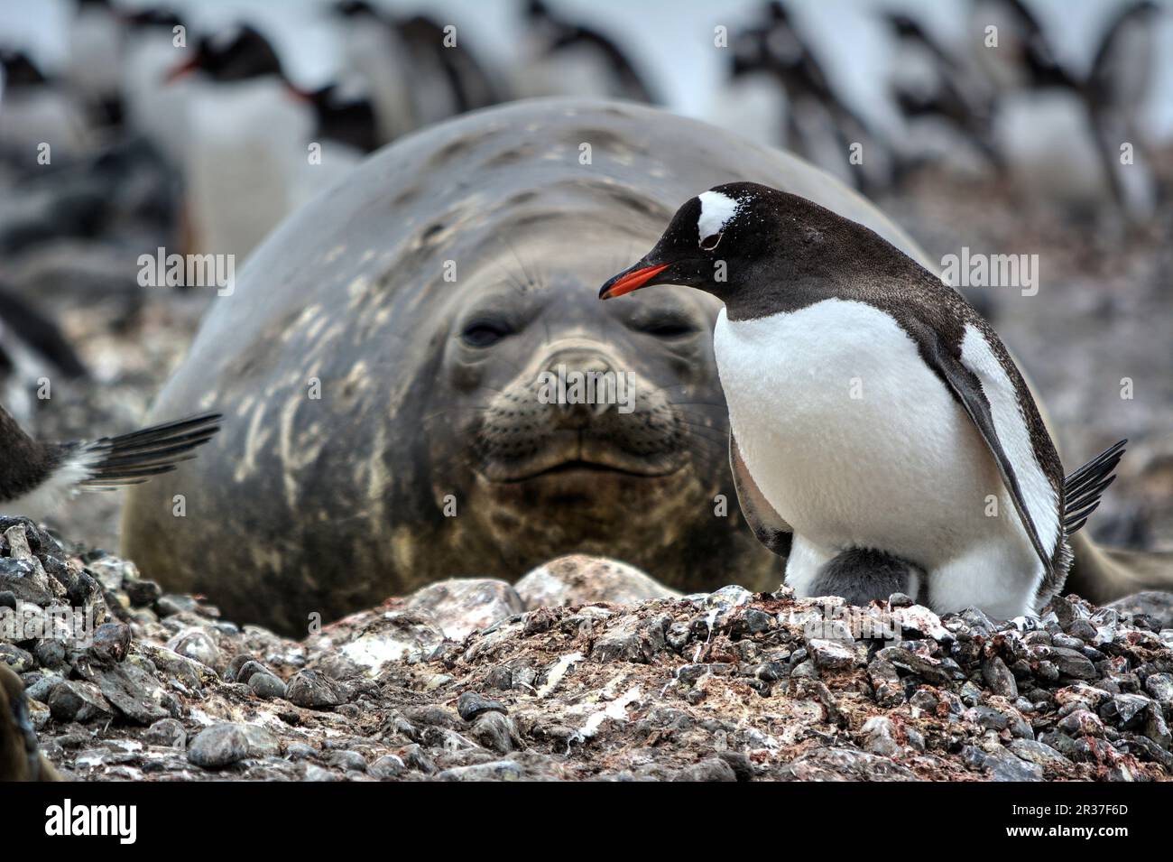 Baby Penguins And Seals