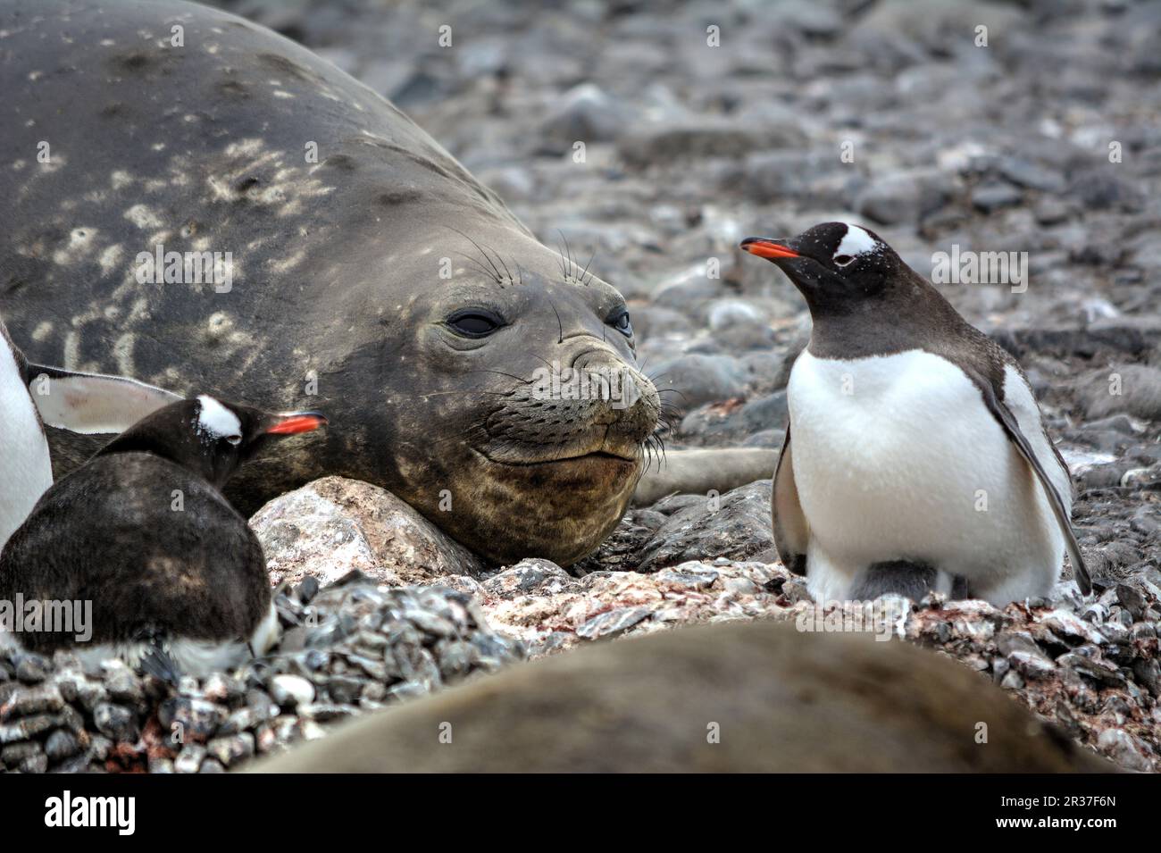 Southern elephant seal resting on a pebble beach in Antarctica next to ...