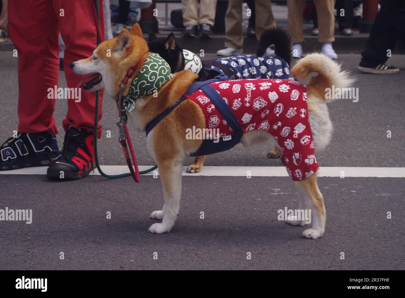 Dogs at Sanja Matsuri, Asakusa, Tokyo, Japan Stock Photo - Alamy