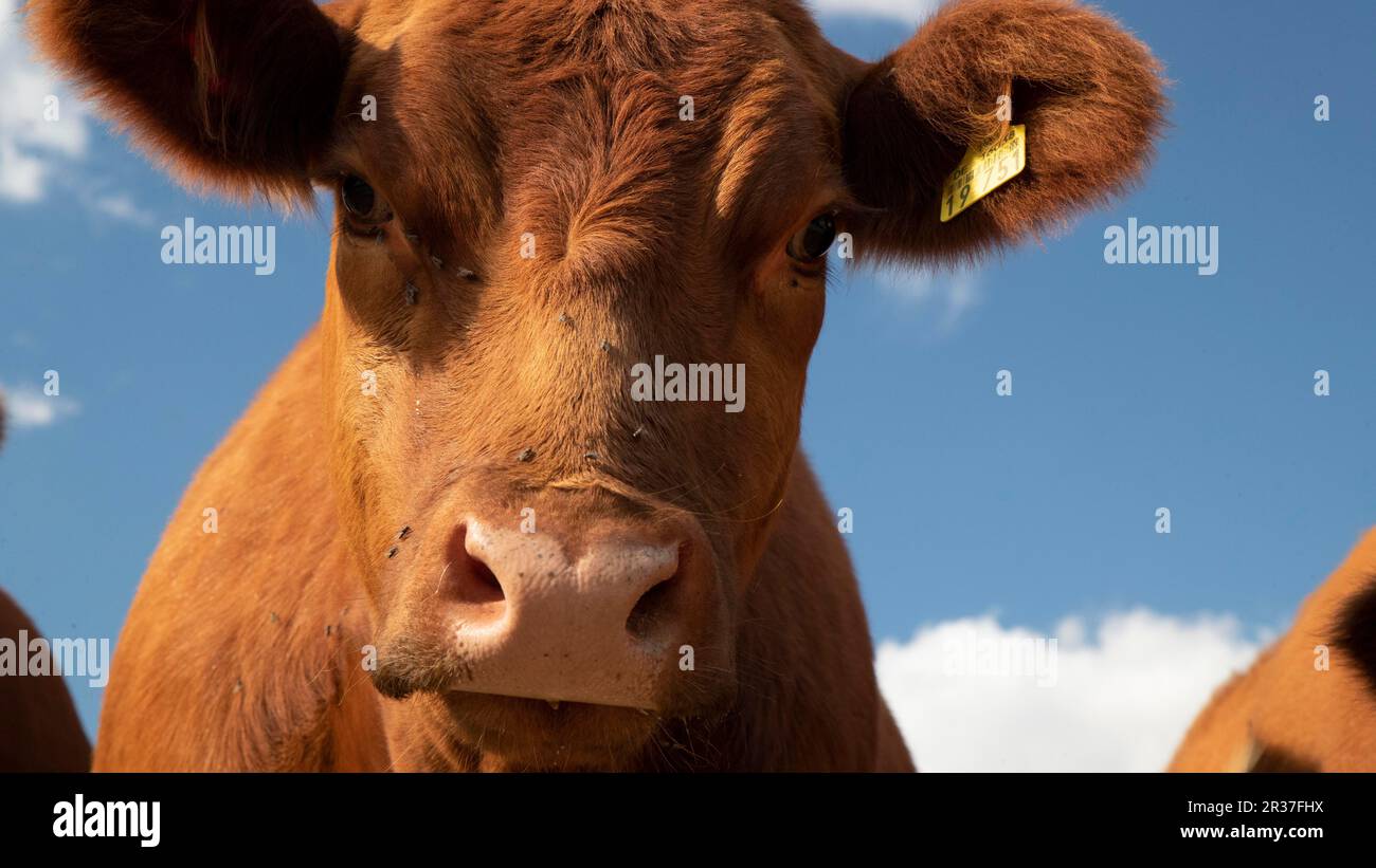 Cow, Cow, Portrait, Agriculture, Animal husbandry, Milk, Dairy cow ...