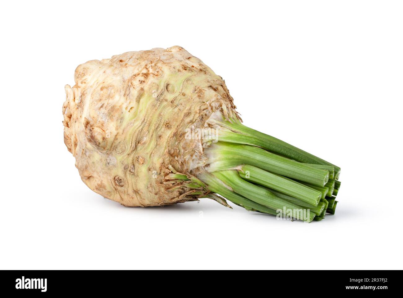 White tuber Cut Out Stock Images & Pictures - Alamy