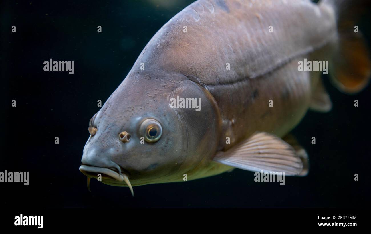 Underwater carp hi-res stock photography and images - Alamy