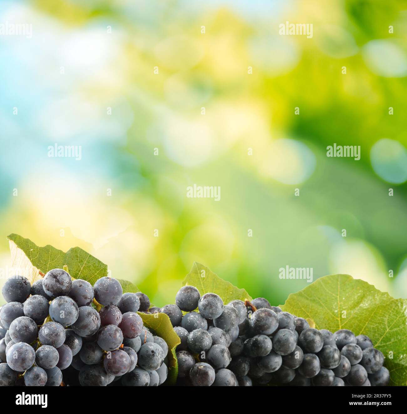 Bunches fresh red grapes hi-res stock photography and images - Alamy