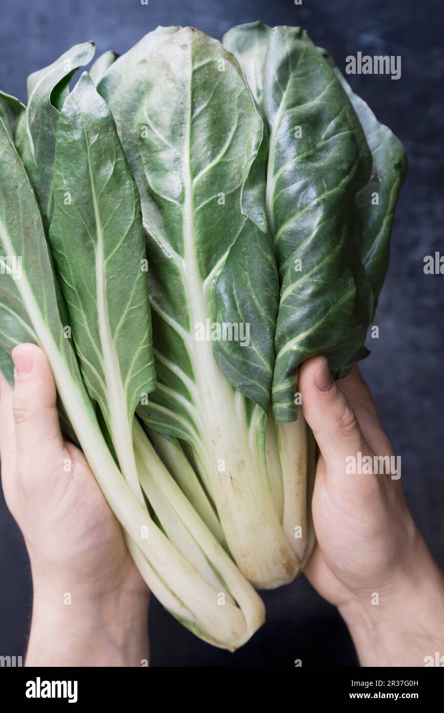 Chard man hi-res stock photography and images - Alamy